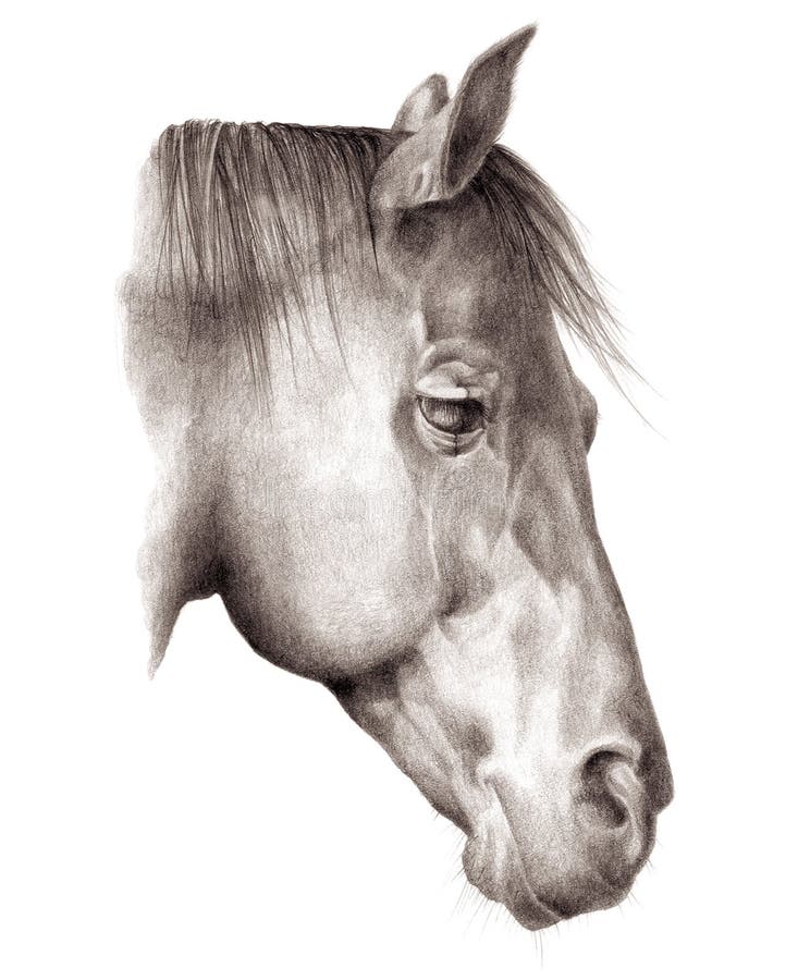 Testa-cavallo illustrazione di stock. Illustrazione di razza - 2403245