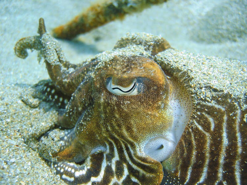 Chiuda Su Di Una Seppia Che Si Libra Sopra Un Fondo Sabbioso ...