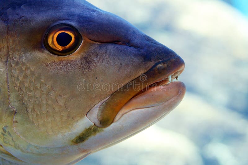 Testa dei pesci immagine stock. Immagine di africano, bande - 5593881