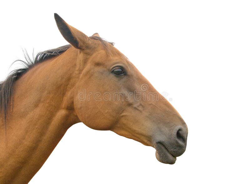 Testa del cavallo fotografia stock. Immagine di stallone - 6476002