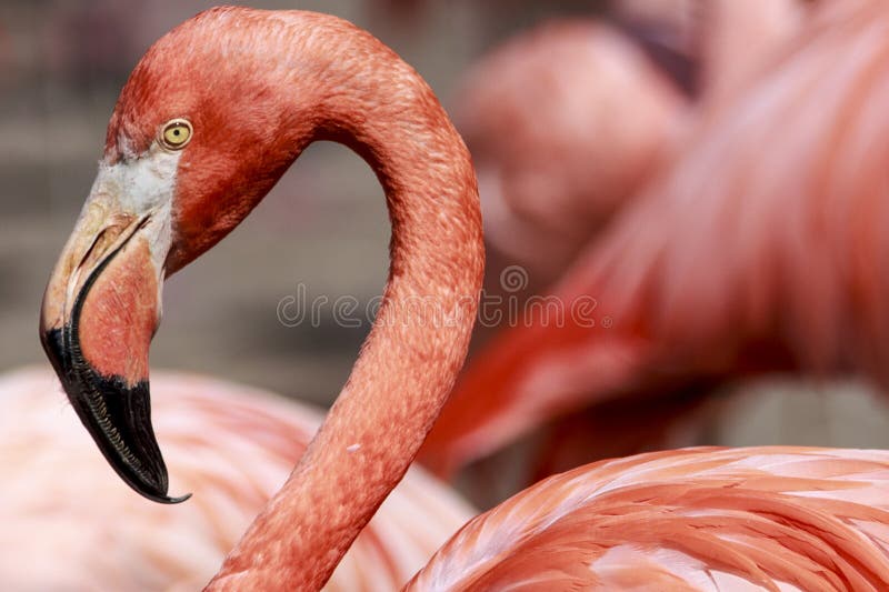 Testa di fenicottero immagine stock. Immagine di particolari - 30720171