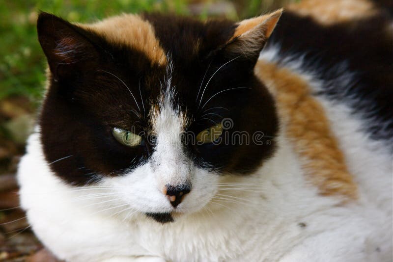 Testa del gatto immagine stock. Immagine di seduta, colorato - 5427089