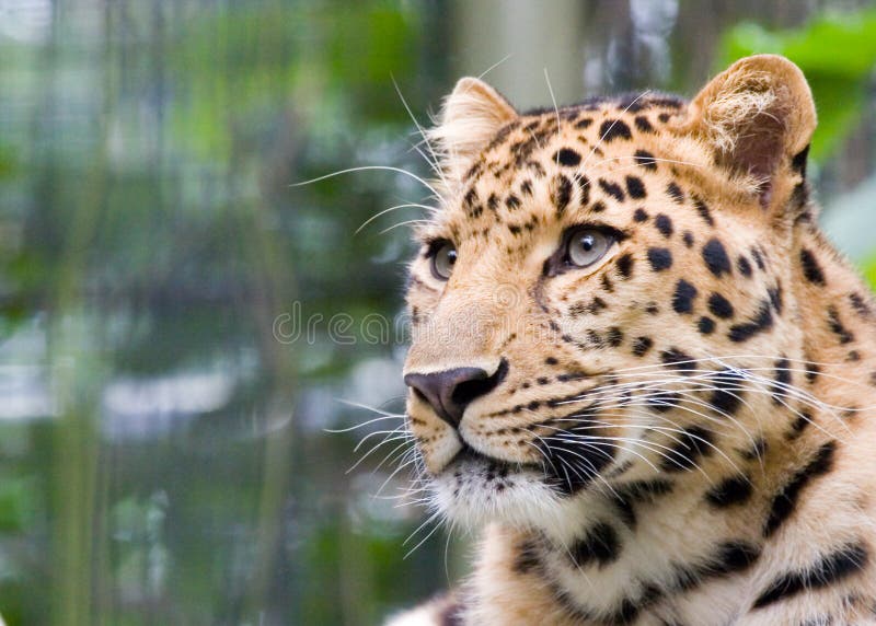 Testa del giaguaro fotografia stock. Immagine di occhi - 2753498