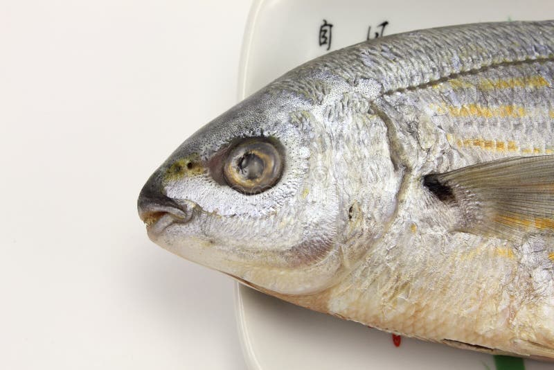 Testa Del Pesce Del Pagro Di Salema Immagine Stock - Immagine di mare ...