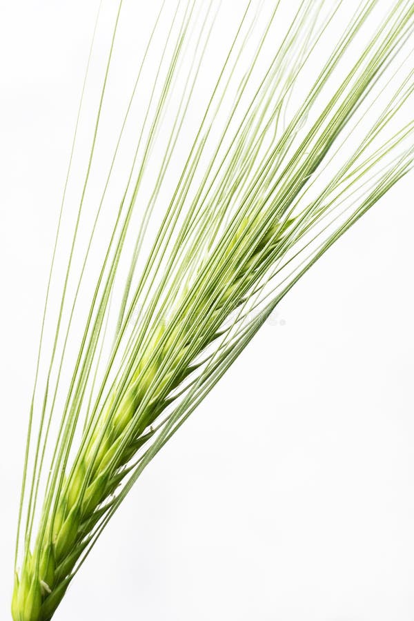 Testa del seme dell'orzo immagine stock. Immagine di semi - 2415639