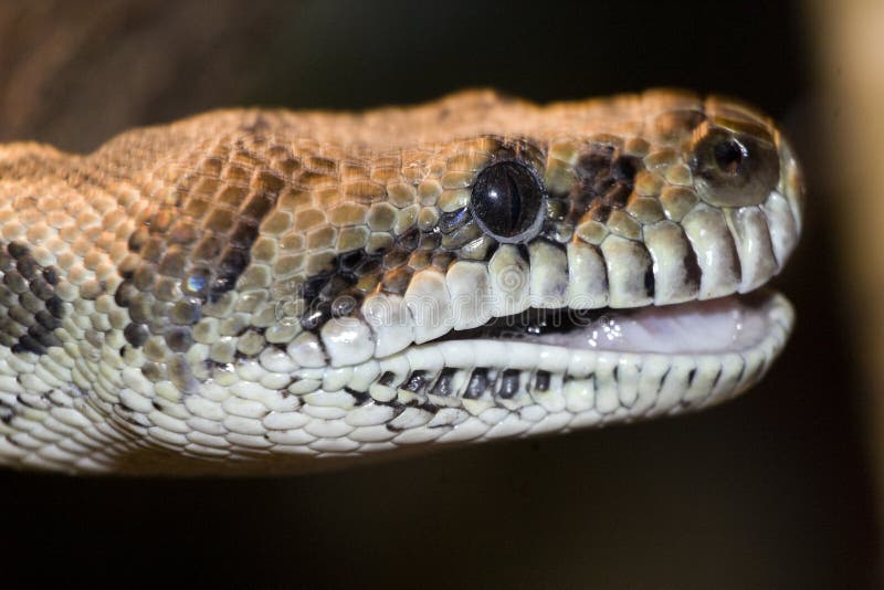 Serpente Con La Bocca Aperta Foto - Foto Stock Gratis e Royalty-Free da ...