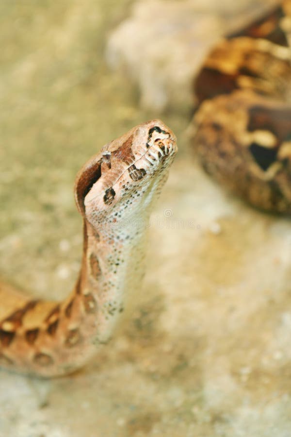 Testa del serpente immagine stock. Immagine di nero, animali - 1914323