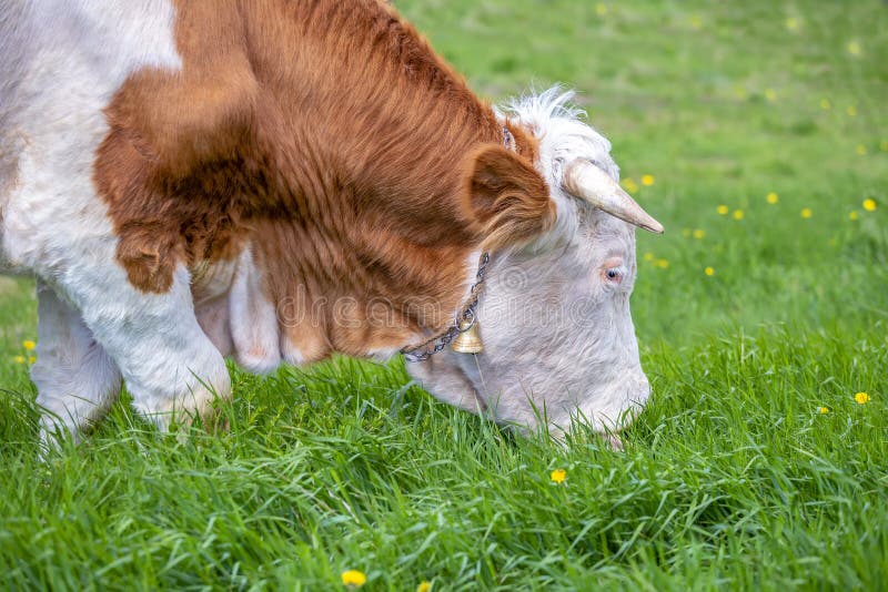 Testa Del Toro Con Una Campana Sul Collo Che Pasce Fotografia Stock ...