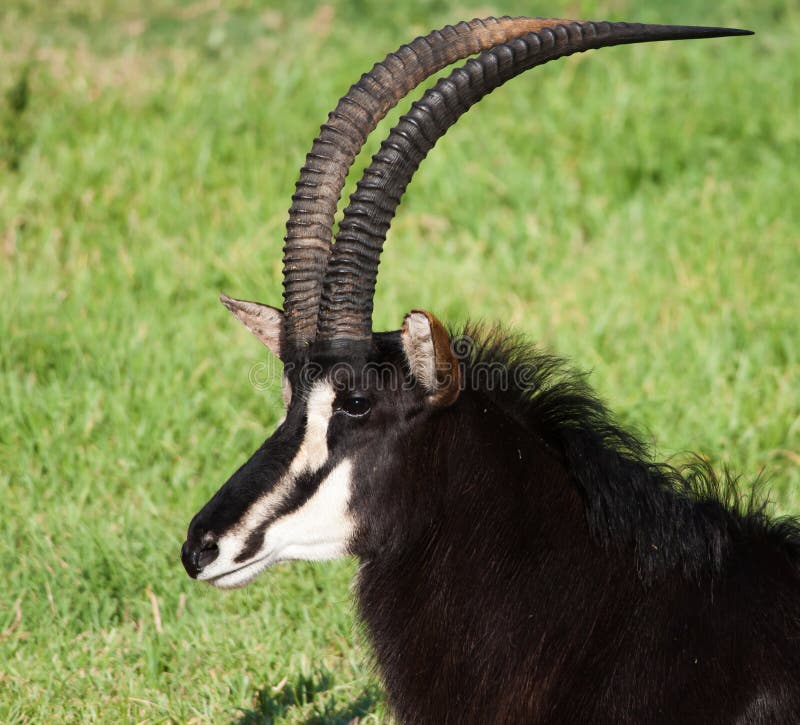 Testa Dell'antilope Di Sable Immagine Stock - Immagine di corni ... Testa Dell'antilope Di Sable Immagine Stock - Immagine di corni ...