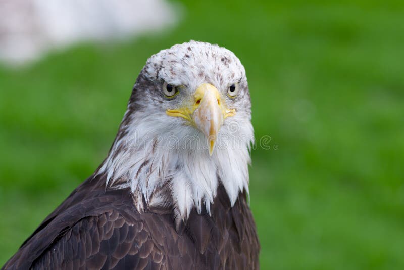 Testa di aquila calva immagine stock. Immagine di allarme - 15882405