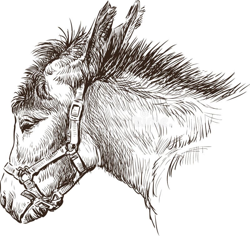 Testa dell'asino illustrazione vettoriale. Illustrazione di freno ...