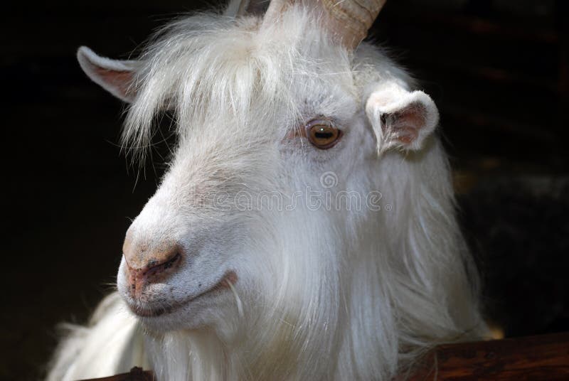 Testa della capra bianca fotografia stock. Immagine di carino - 31702360