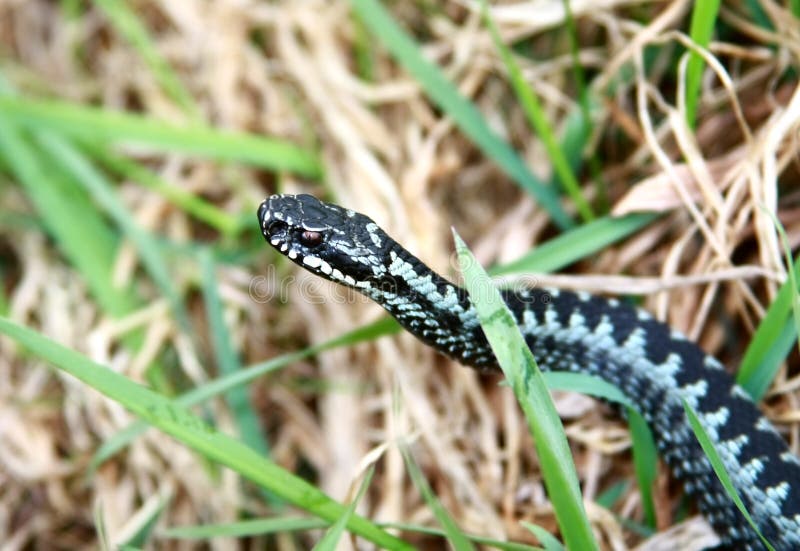 Testa di vipera fotografia stock. Immagine di salute - 19829398