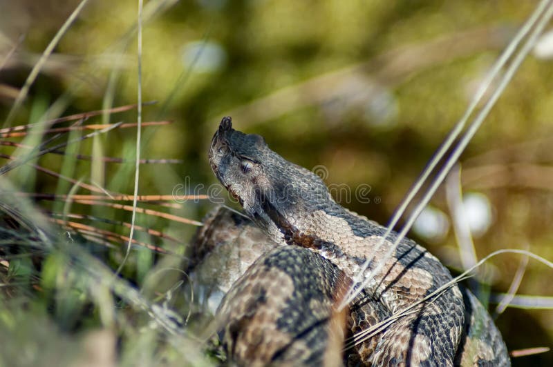 Testa Della Vipera Del Serpente in Sottobosco Immagine Stock - Immagine ...