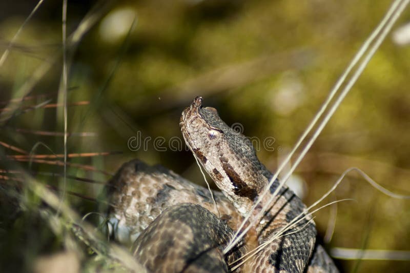 Testa Della Vipera Del Serpente in Sottobosco Immagine Stock - Immagine ...
