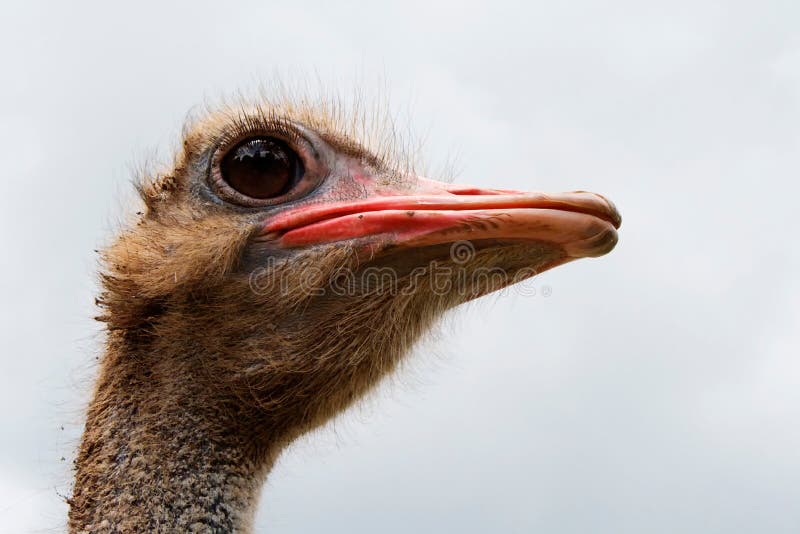 Testa Dell'uccello Dello Struzzo E Ritratto Anteriore Del Collo ...