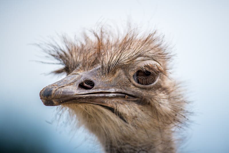 Sguardo Dello Struzzo, Ritratto Capo Fotografia Stock - Immagine di ...