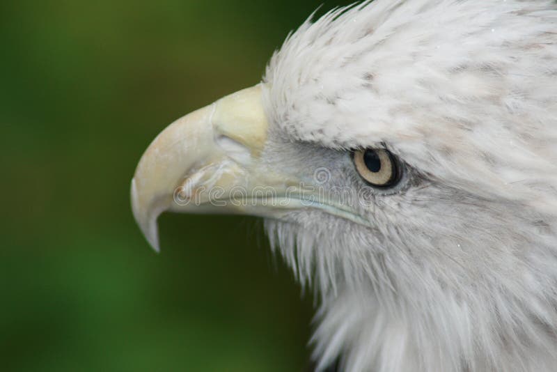 Aquila capa bianca immagine stock. Immagine di fattura - 3522755