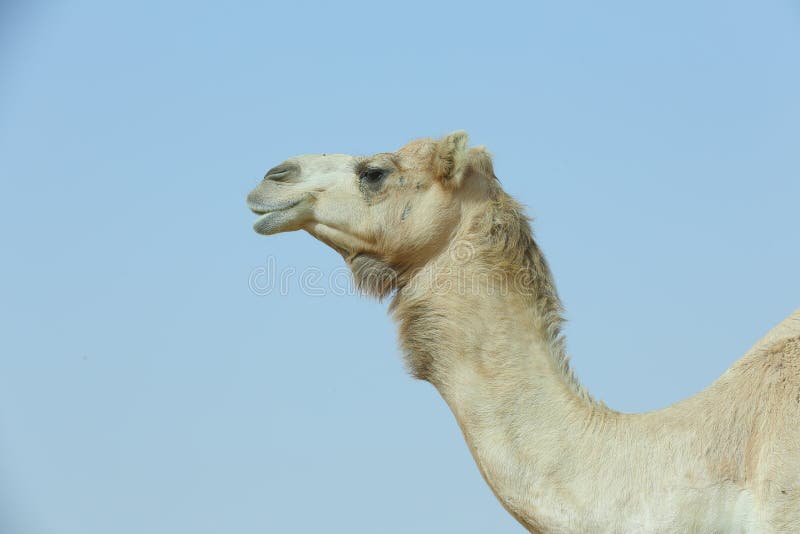 Pesce Di Cichlidae Capo Della Gobba Nella Fine, Un Pesce Legato Blu E ...