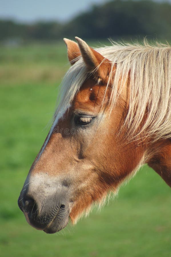 632 Testa Di Cavallo Nel Profilo Foto - Foto Stock Gratis e Royalty ...