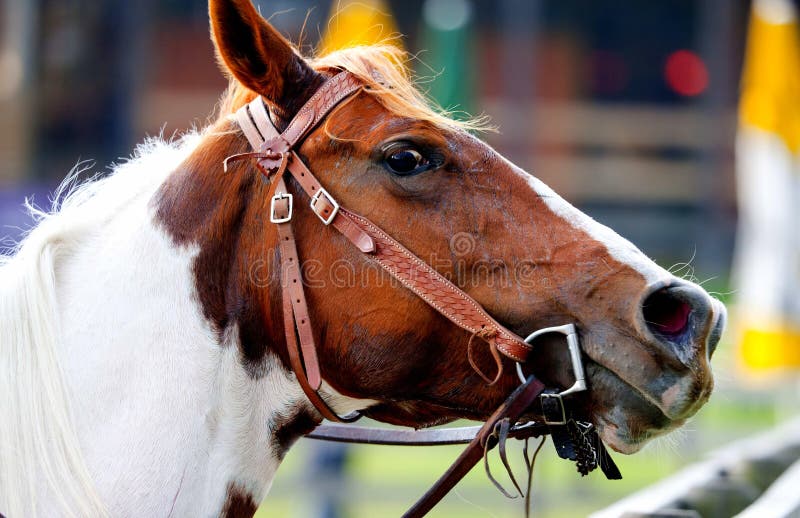 Testa di cavallo immagine stock. Immagine di dressaggio - 14365413