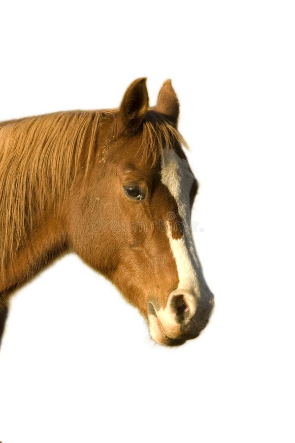 Testa di cavallo immagine stock. Immagine di cavallo, mammifero - 3700777
