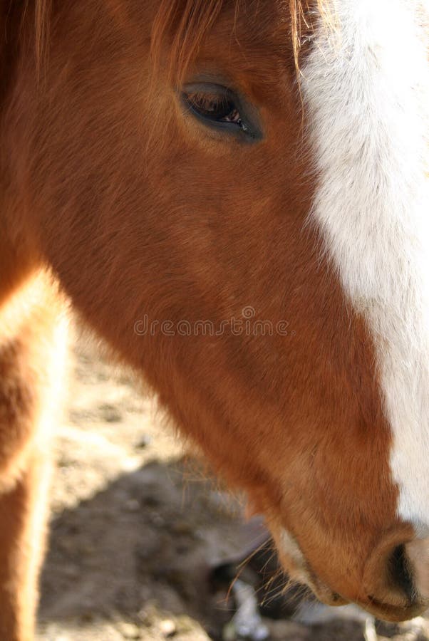 Testa di cavallo fotografia stock. Immagine di marrone - 461634