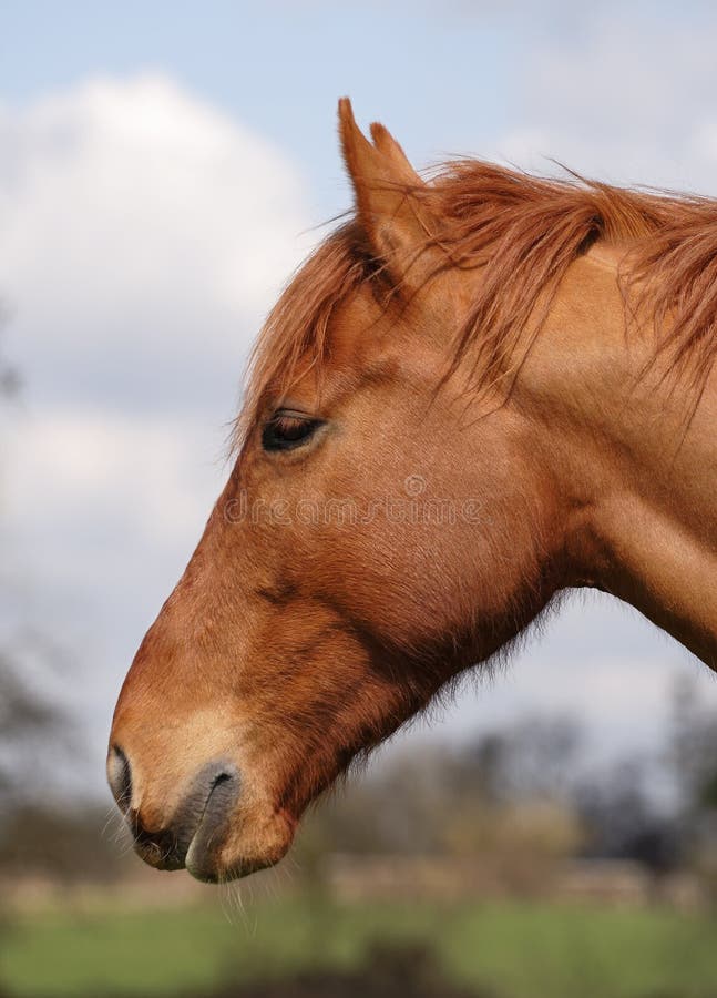 Testa Di Cavallo Nel Profilo Fotografia Stock - Immagine di cuoio ...
