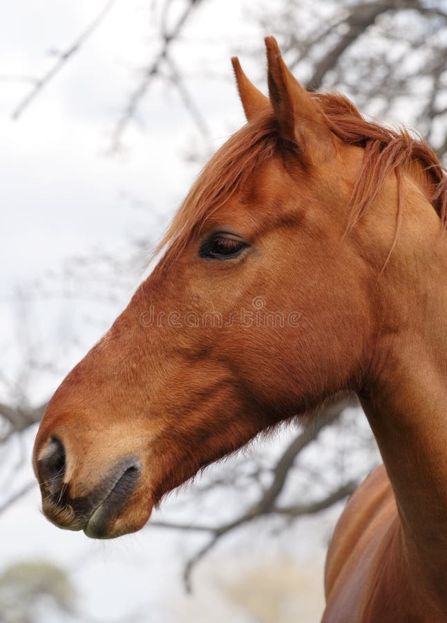 Testa Di Cavallo Nel Profilo Immagine Stock - Immagine di pelle, testa ...