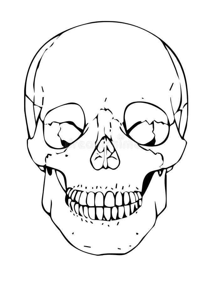 Testa di scheletro illustrazione di stock. Illustrazione di anatomia ...