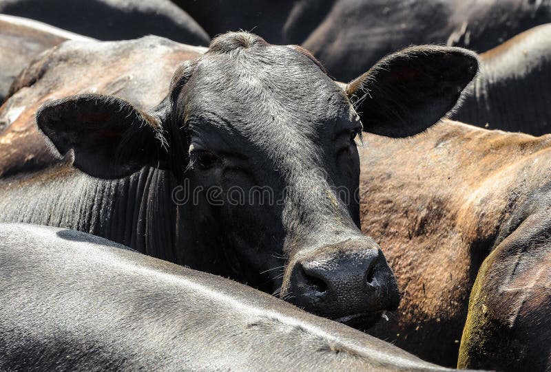Testa Di Un Bue Nero in Un Gregge Commovente Fotografia Stock ...