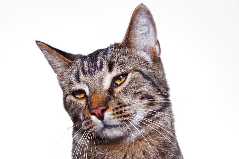 Testa di un gatto tigrato immagine stock. Immagine di testa - 43504699