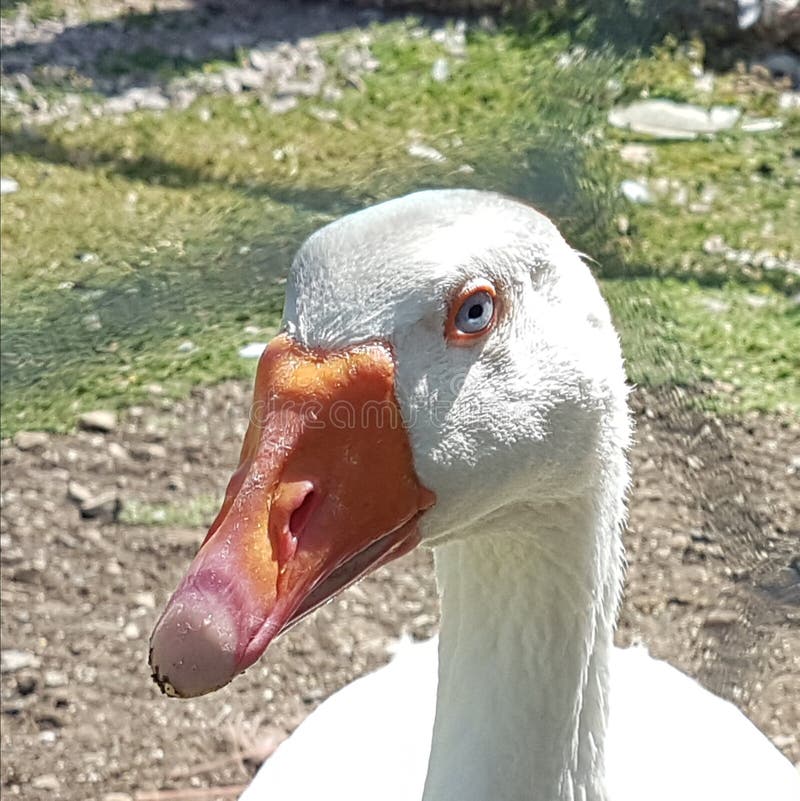 Testa di un'oca bianca fotografia stock. Immagine di cinese - 84261690