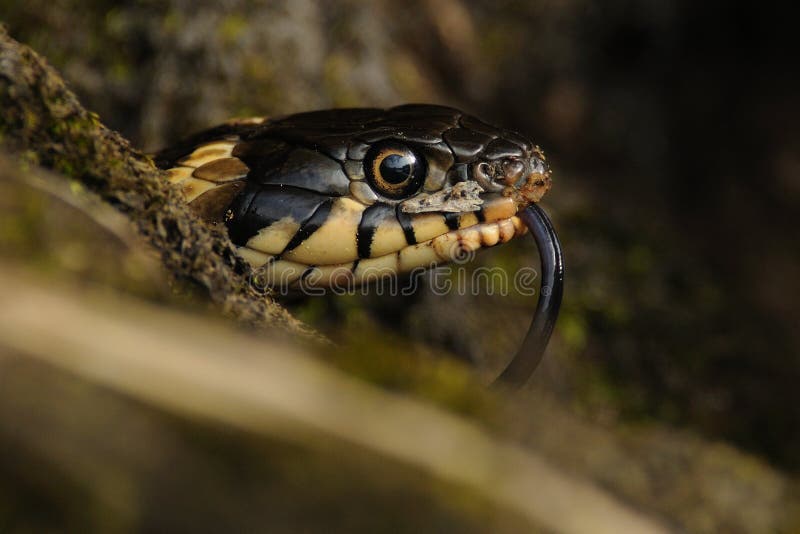 Testa Di Un Serpente Di Erba Fotografia Stock - Immagine di acqua ...
