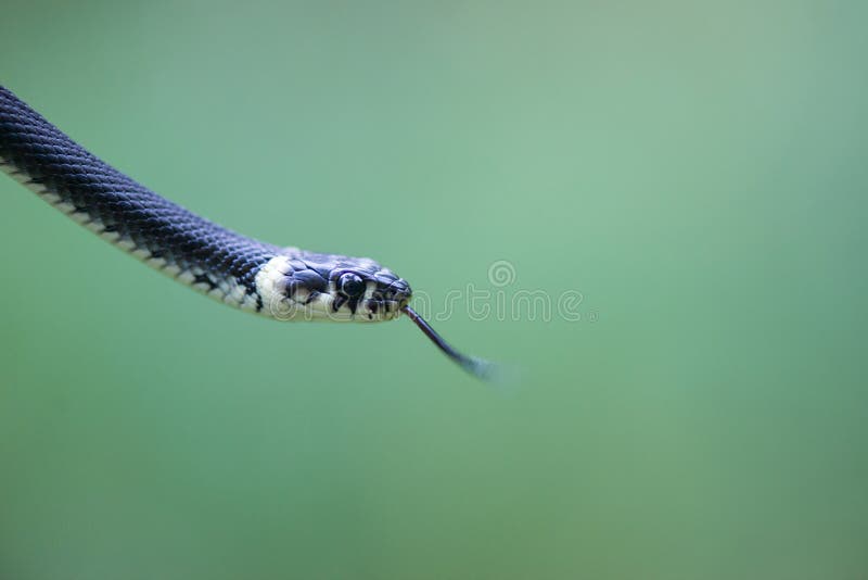 La Testa Di Un Serpente Su Erba Immagine Stock - Immagine di polmoni ...