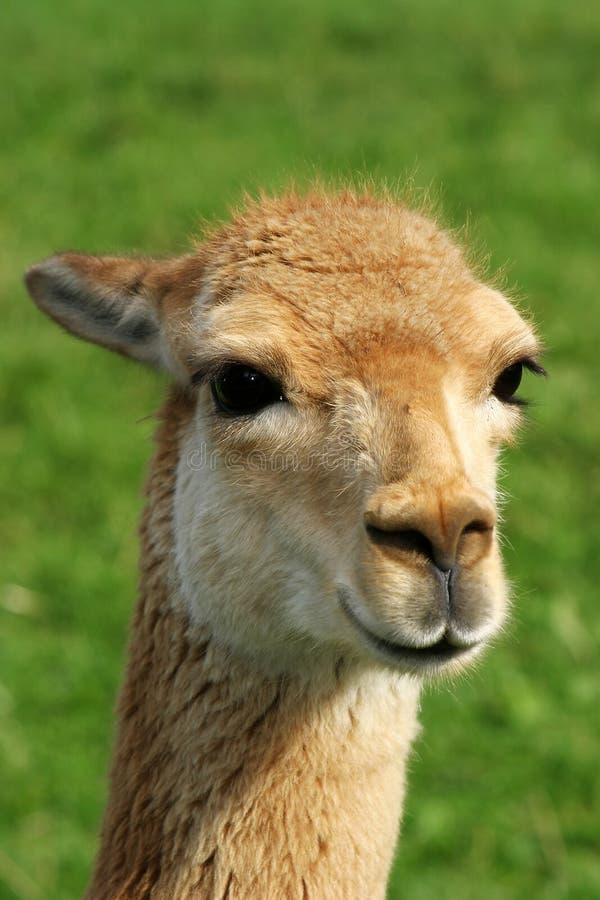 Testa di una vigogna immagine stock. Immagine di lane - 17588327