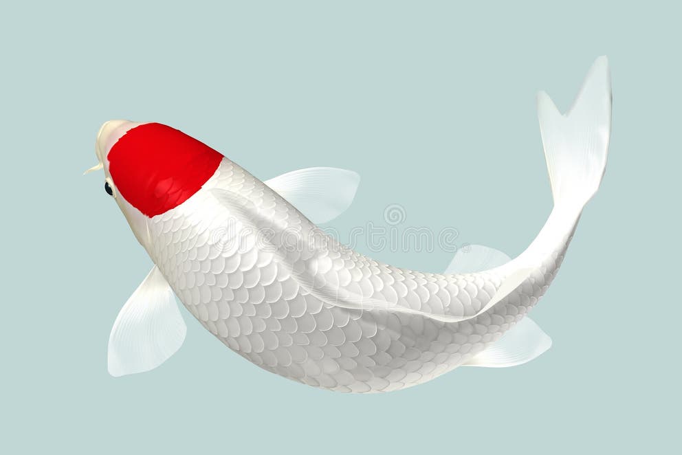 Testa Koi Fish di rosso illustrazione di stock. Illustrazione di carpa ...