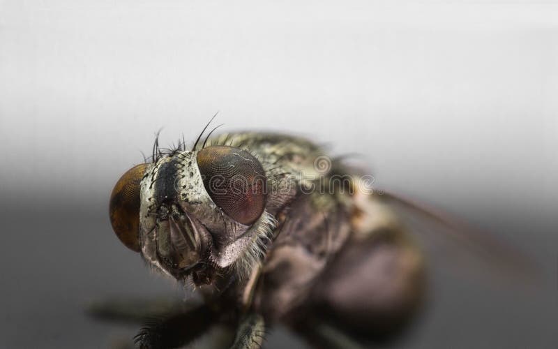 Macro Fly Head Looking with Big Eyes - Close Up on Face Stock Image ...