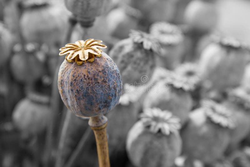 Droga Di Papavero Da Oppio All'interno Della Siringa. Dipendenza ...