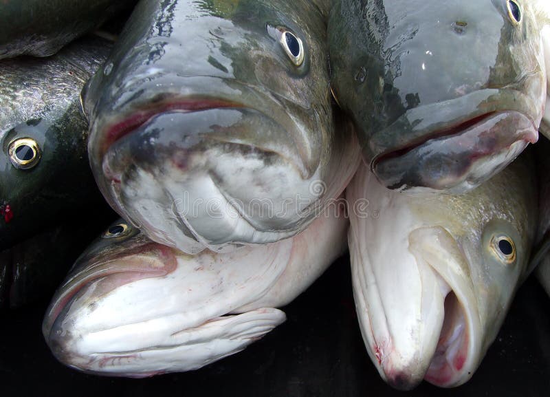 Pesci enormi immagine stock. Immagine di concorrenza, gigantesco - 749071