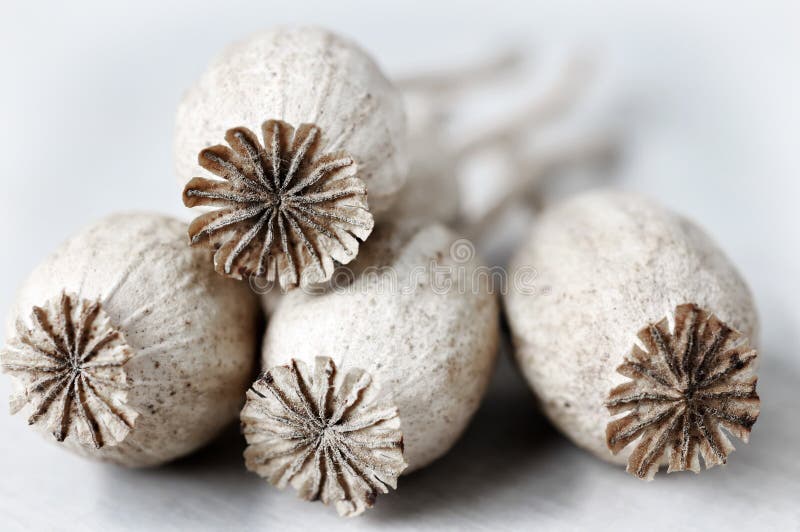 Droga Di Papavero Da Oppio All'interno Della Siringa. Dipendenza ...