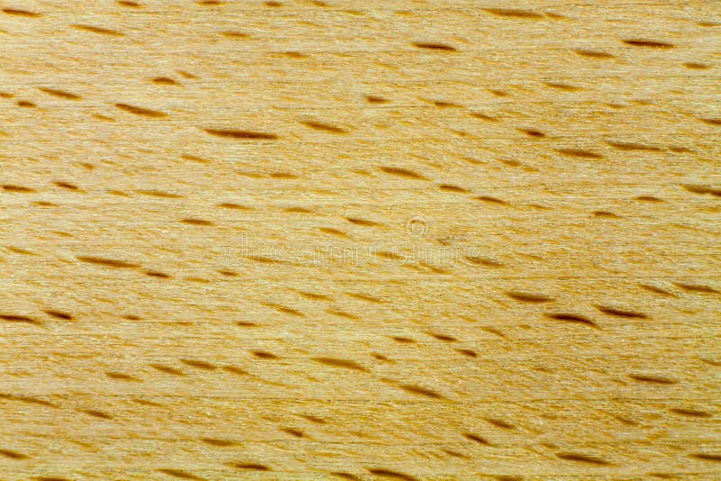 Textura Da Madeira De Faia Fotos De Stock - Baixe 927 Fotos Royalty Free