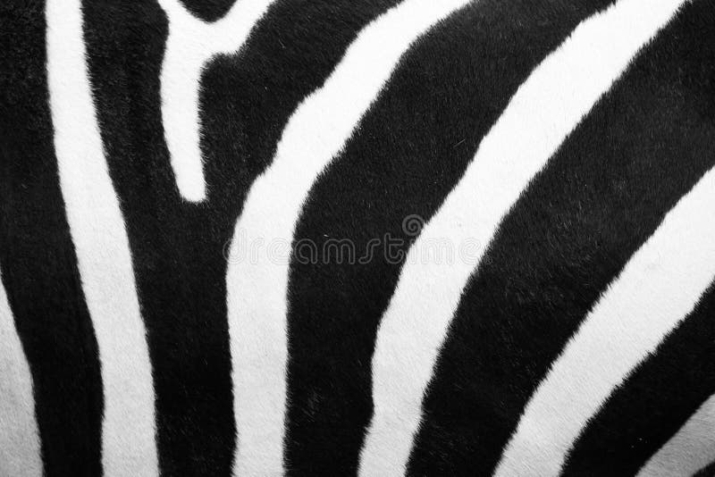 Teste padrão da zebra imagem de stock. Imagem de manchado - 11164615