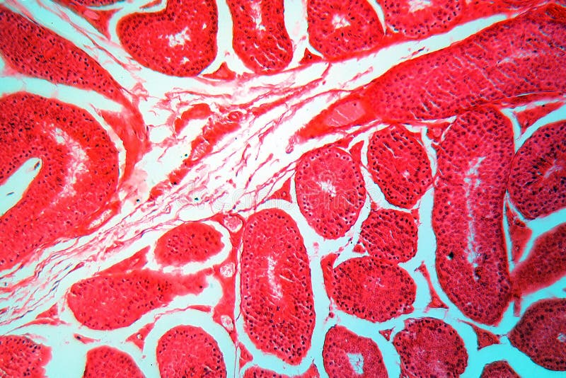 Mammalian Testis Stock Photos - Free & Royalty-Free Stock Photos from ...