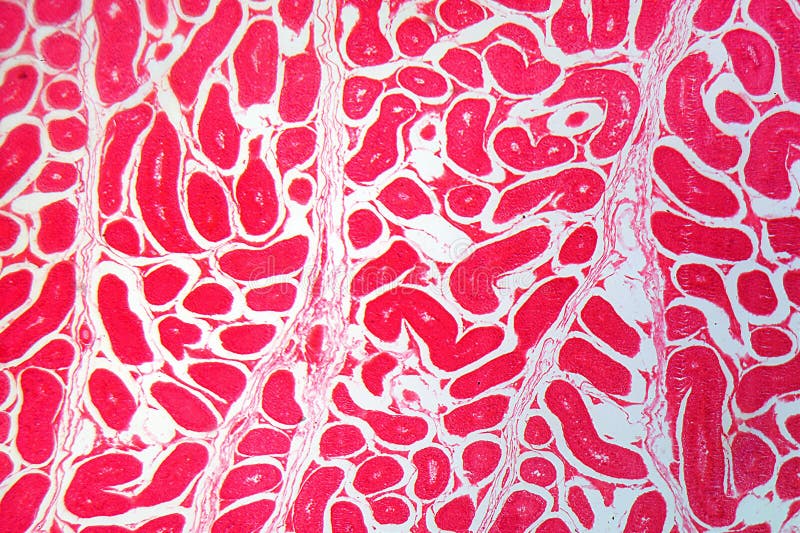 Testicle Cells Under the Microscope Stock Photo - Image of culture ...