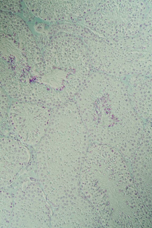 Testicle Cross-section Under the Microscope Stock Image - Image of ...