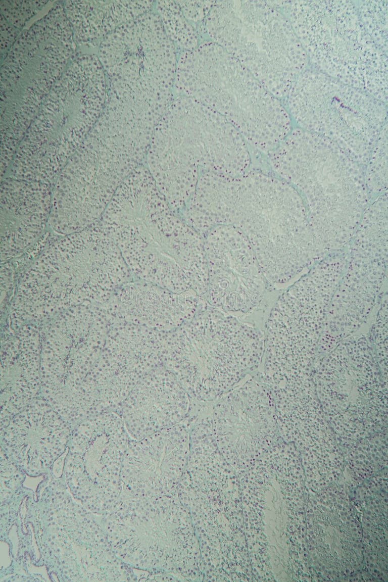 Mammalian Testes Transverse Section Stock Photos - Free & Royalty-Free ...