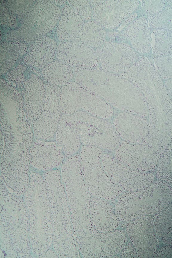 Testicle Cross-section Under the Microscope Stock Image - Image of ...