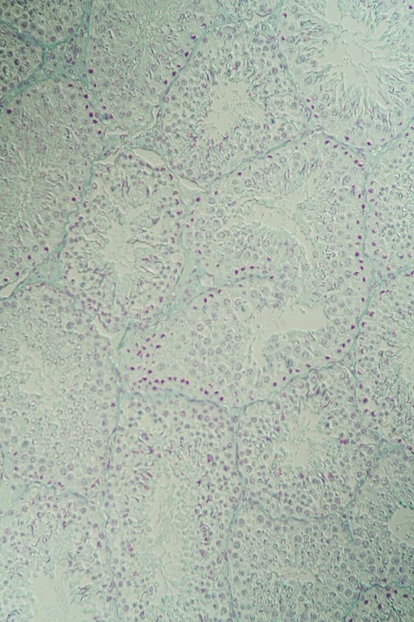 Testicle Cross-section Under the Microscope Stock Image - Image of 100x ...