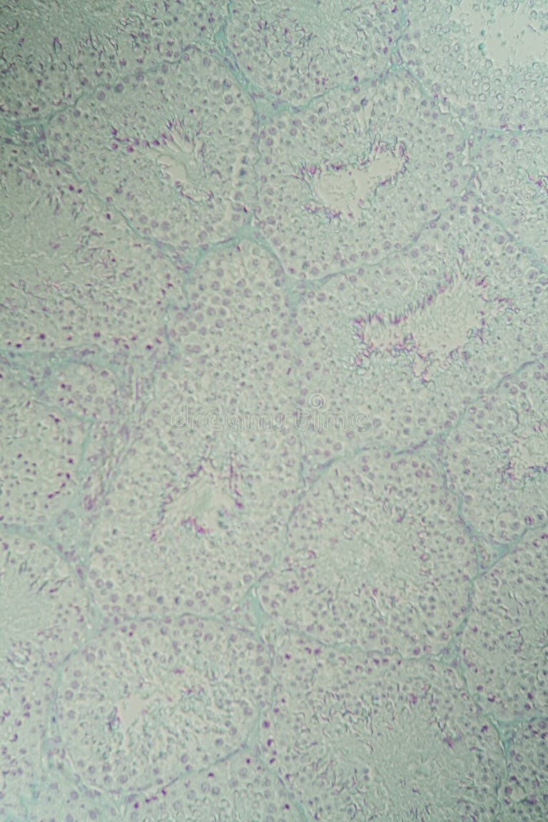 Mammalian Testes Transverse Section Stock Photos - Free & Royalty-Free ...